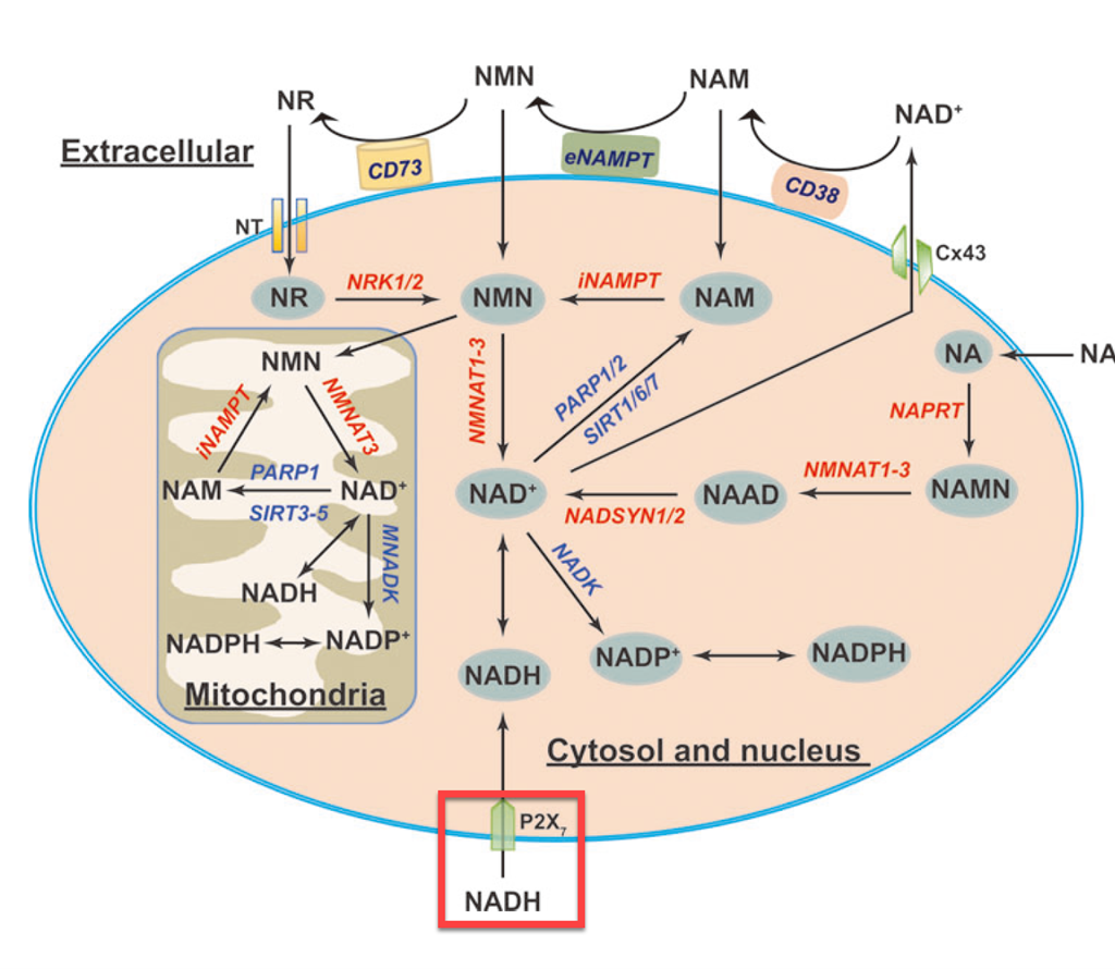 NADH – UltiNAD